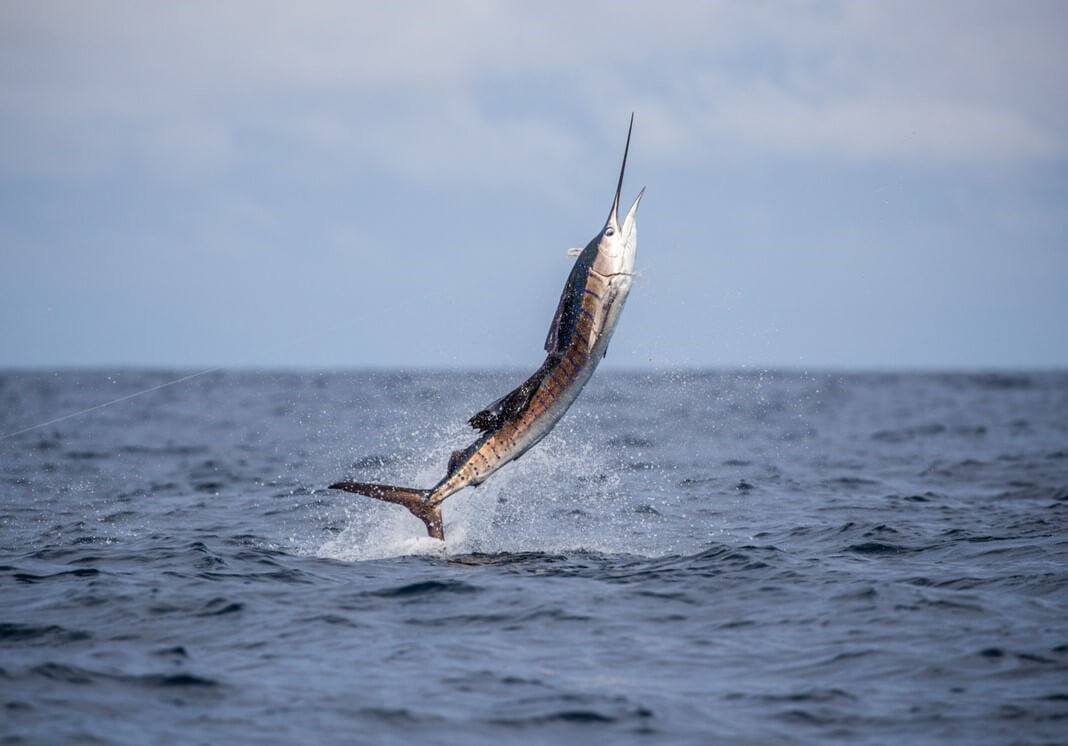 Renegade, Fishing and Pet Project - Michael J. Farlow